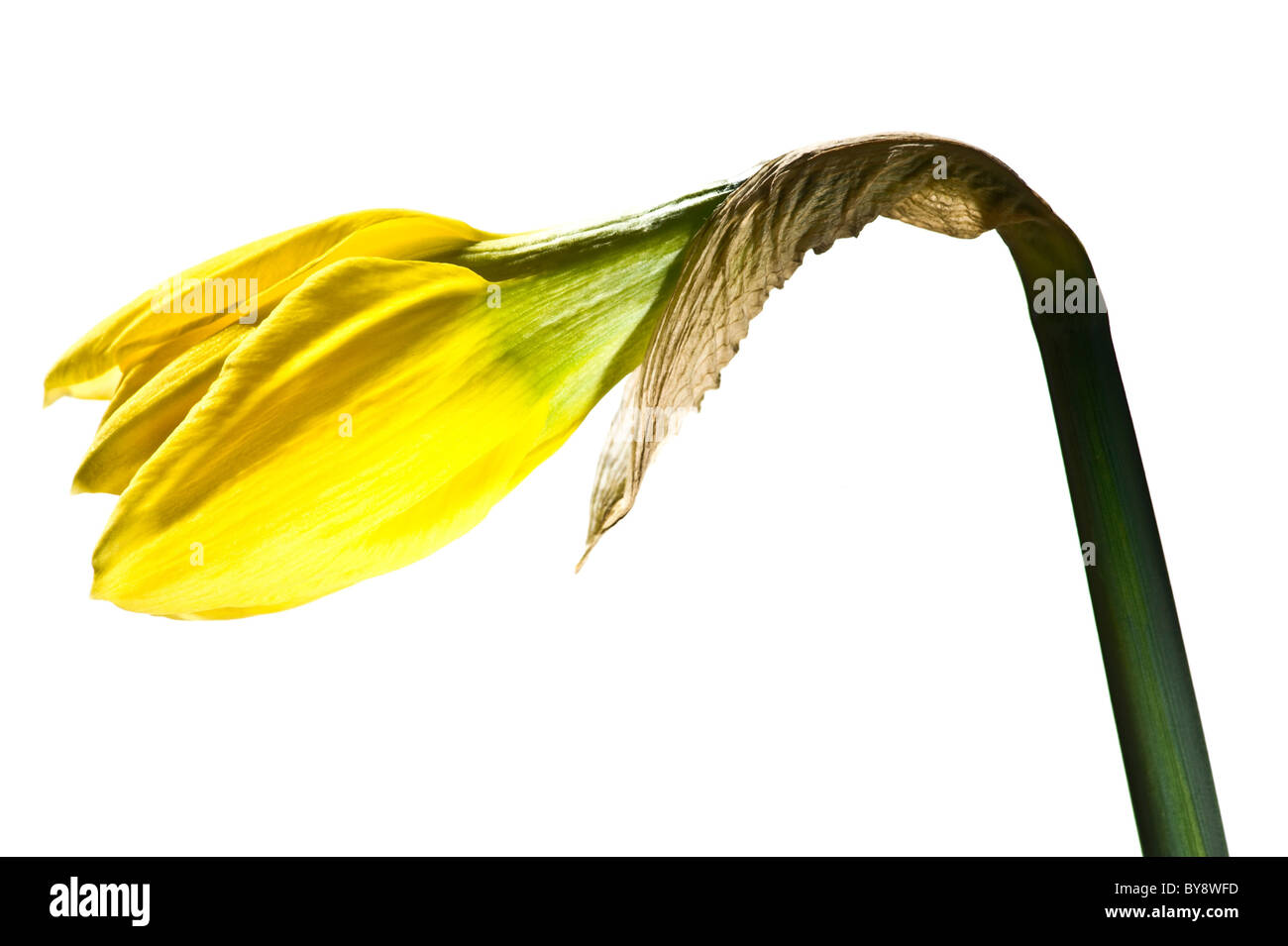 Side view of a partially open yellow daffodil bud on a white background ...