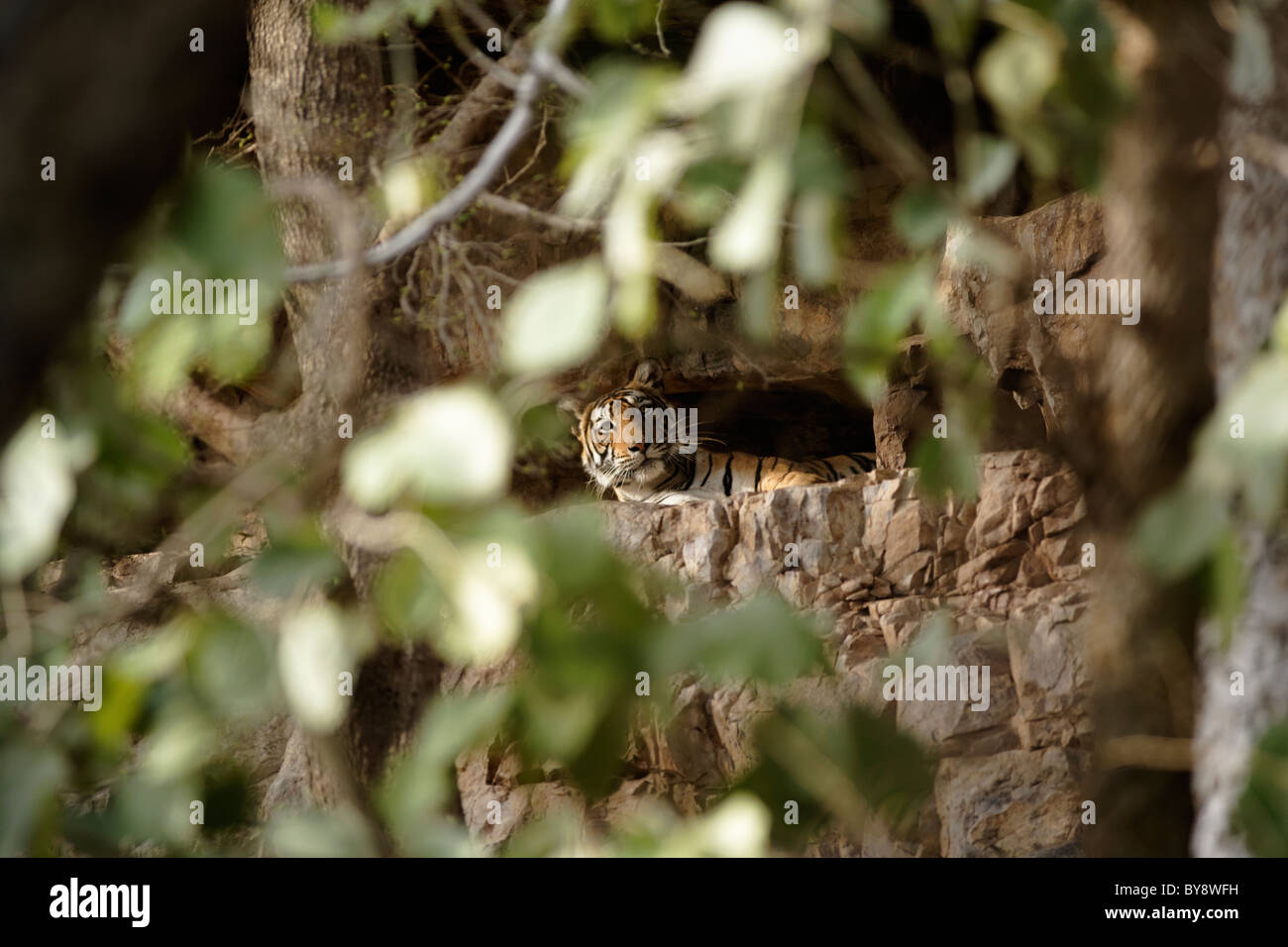 Bengal Tiger inside the cave at Ranthambore Tiger Reserve, India ...