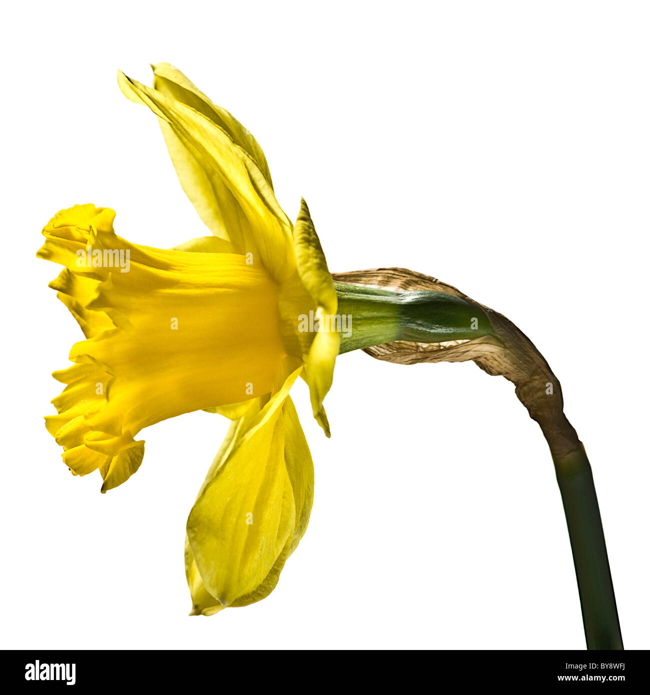 Side view of a yellow daffodil in full bloom on a white background ...
