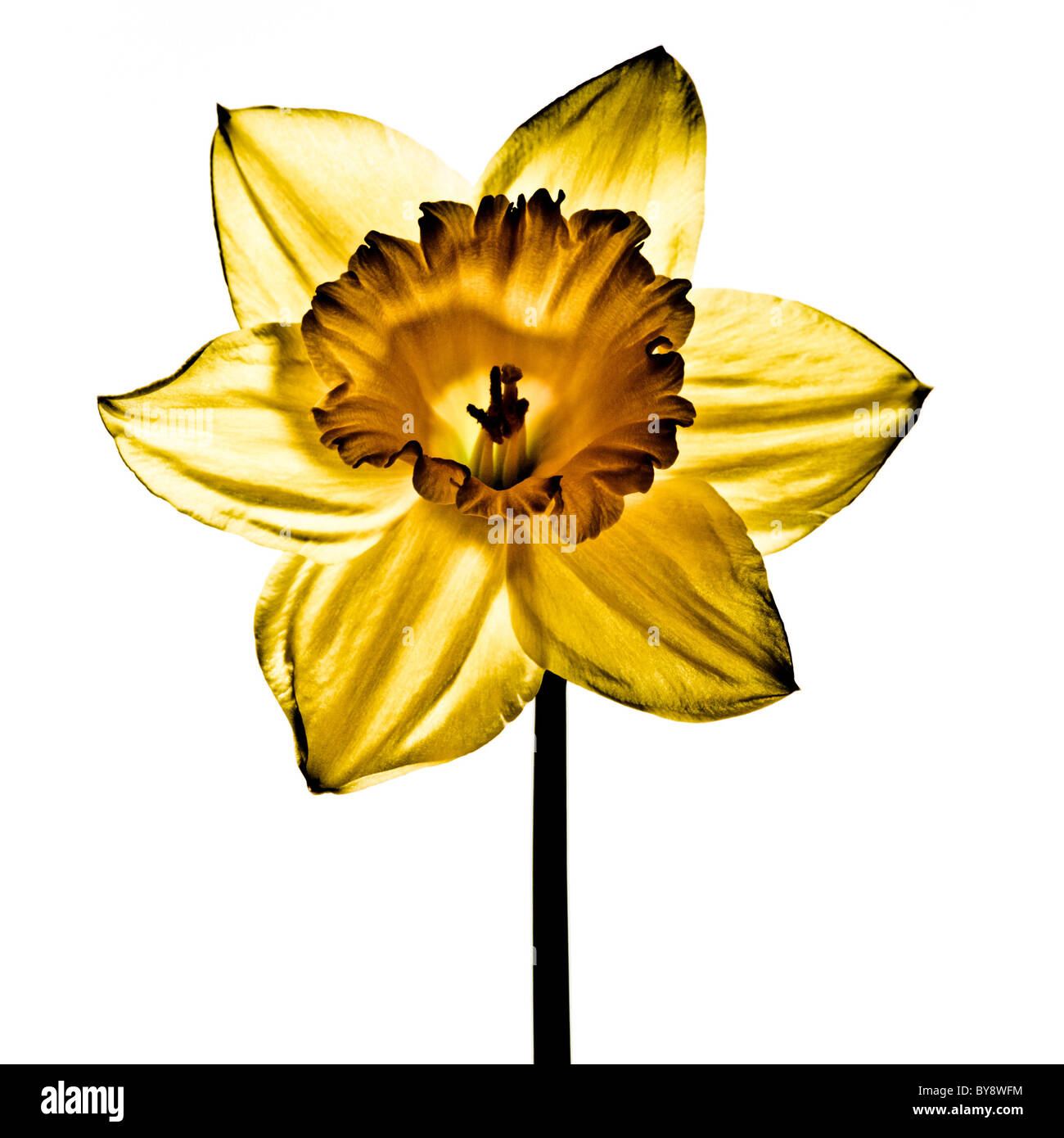 Crown daffodil hi-res stock photography and images - Alamy
