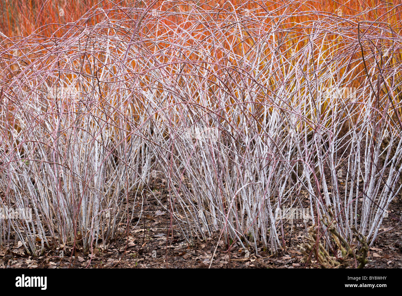 Rubus biflorus hi-res stock photography and images - Alamy