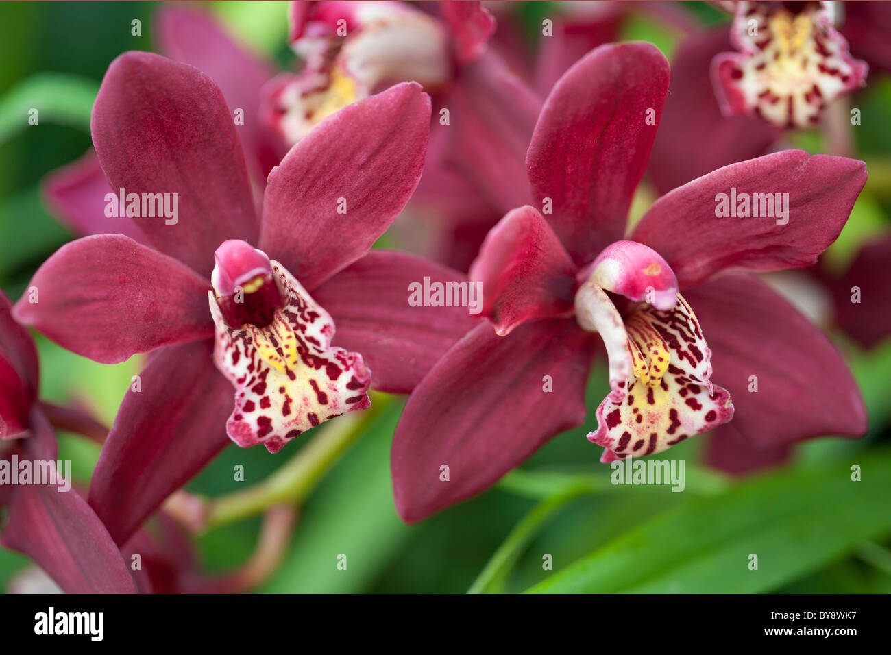Orchid Cymbidium strathann Chailey Red Stock Photo - Alamy