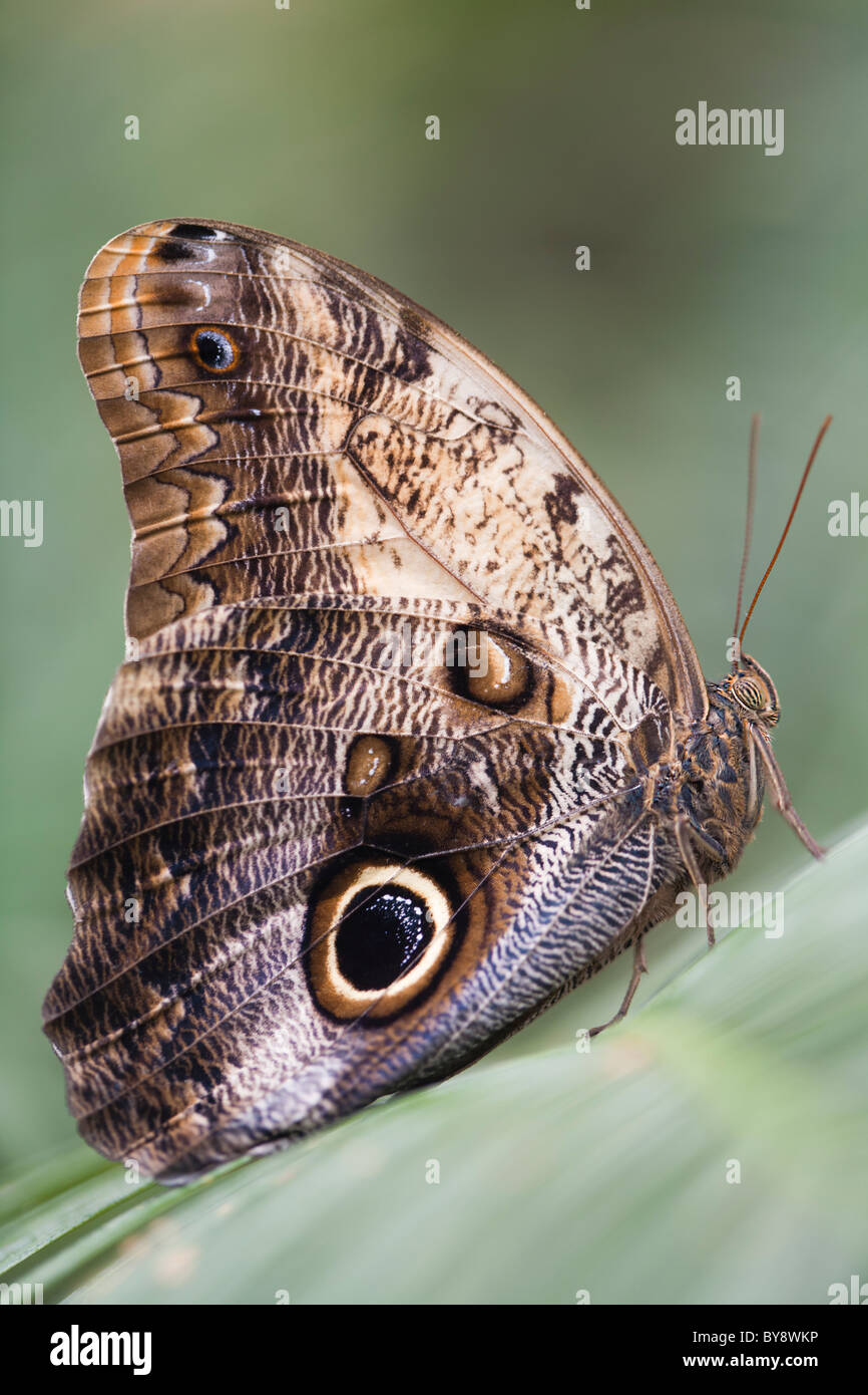 Owl Butterfly Caligo memnon Stock Photo - Alamy