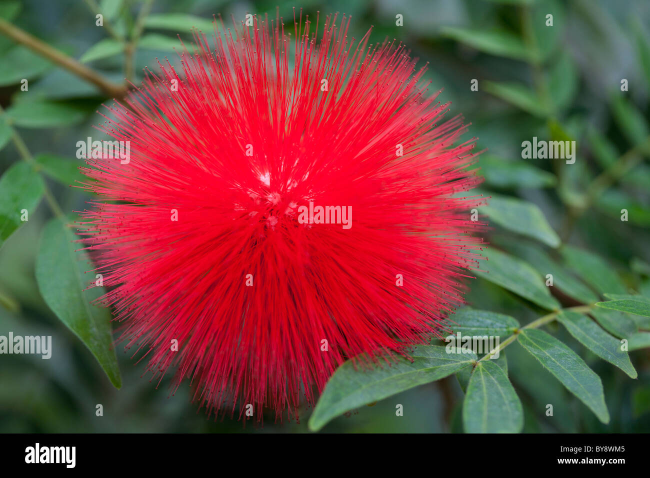 Red Mimosa Blossom Pom Pom Calliandra tweedii Stock Photo - Alamy