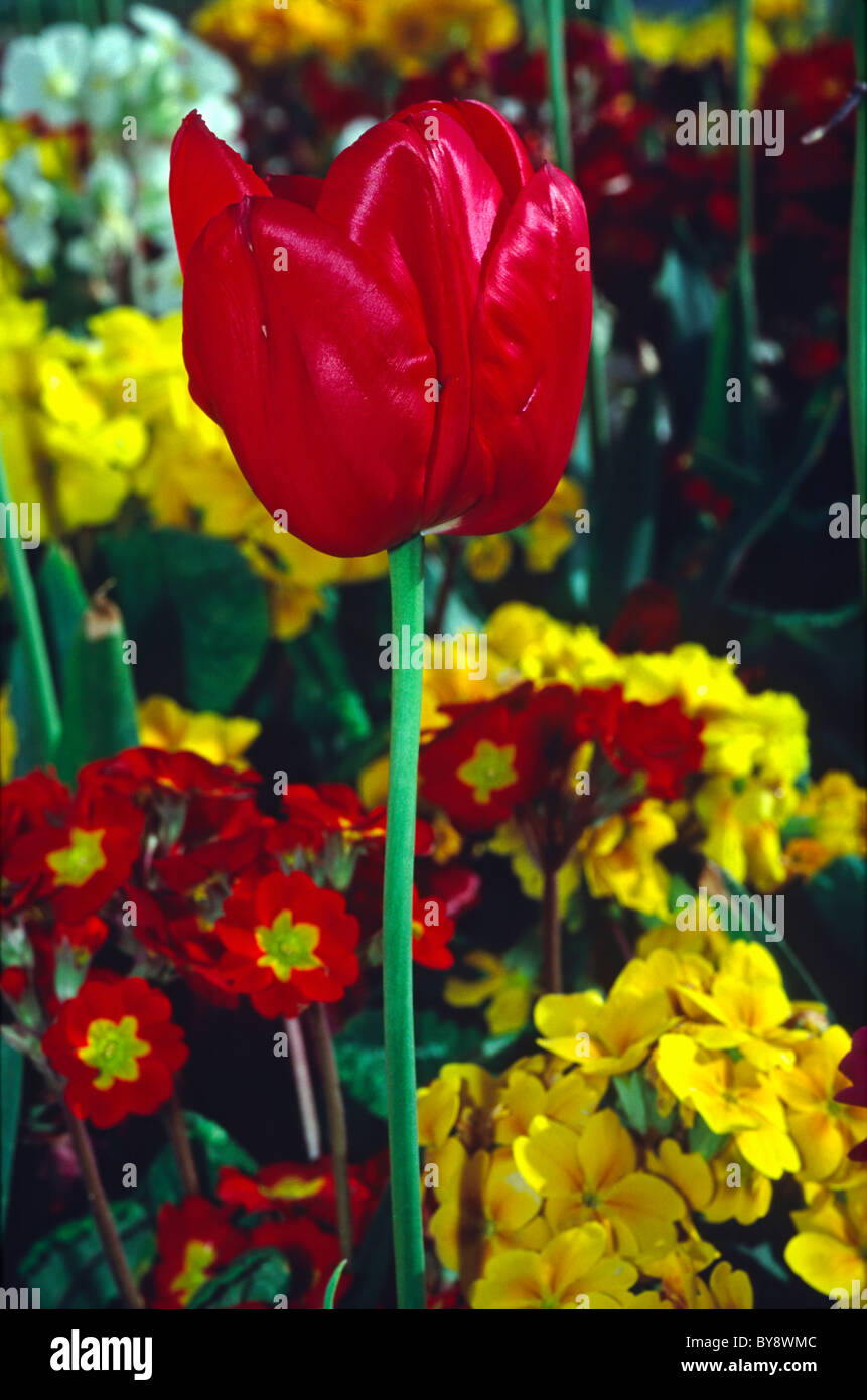 Tulip. A colorful display of spring flowers with a single red tulip ...