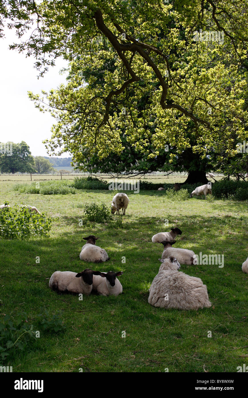 EWES REST IN THE SHADE OF A TREE WITH THEIR YOUNG SPRING LAMBS Stock ...