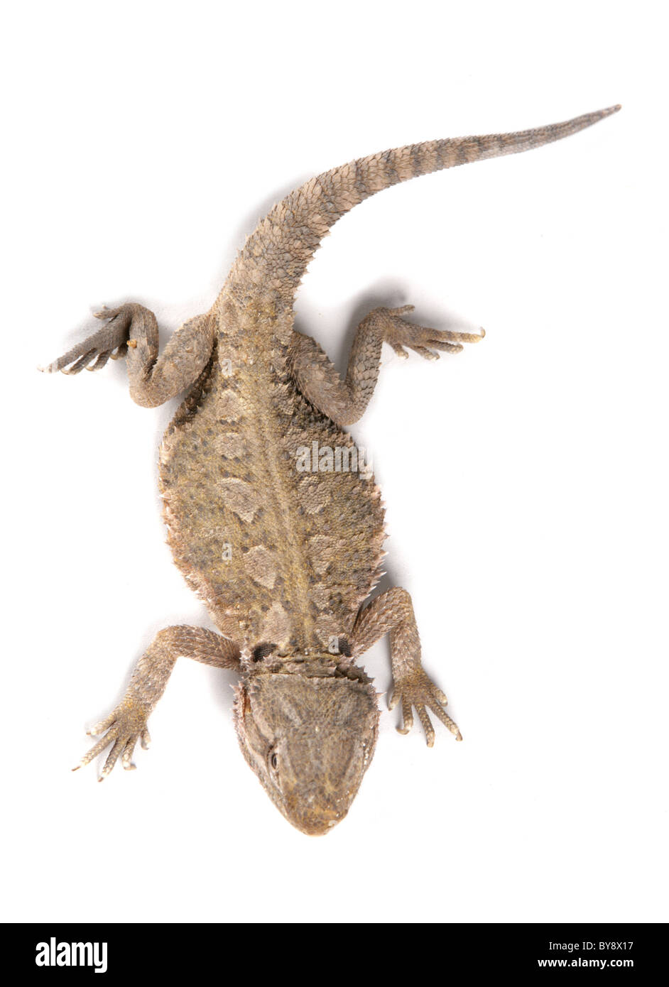 Dwarf bearded dragon hi-res stock photography and images - Alamy