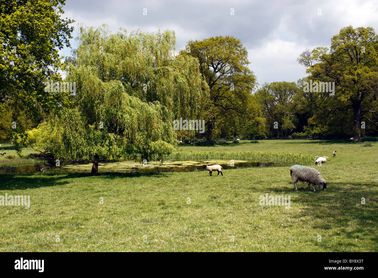 Lamb english countryside spring hi-res stock photography and images - Alamy
