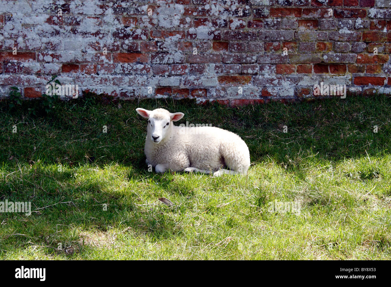 Cute spring lamb hi-res stock photography and images - Alamy
