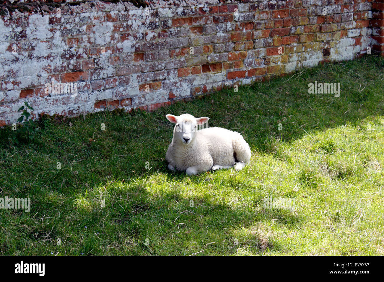 AN ENGLISH SPRING LAMB RESTING IN THE SHADE OF A WALL Stock Photo - Alamy