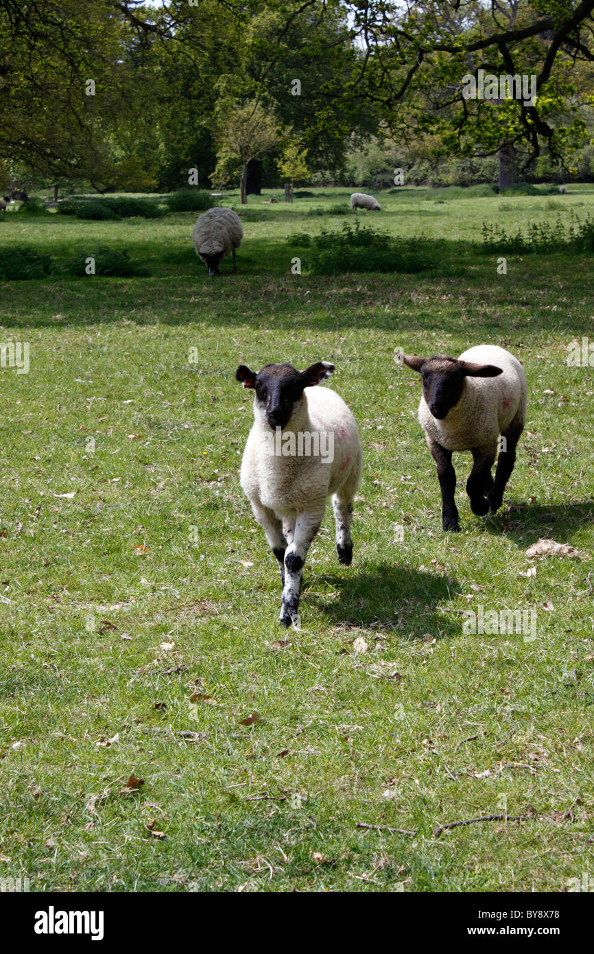 Lamb english countryside spring hi-res stock photography and images - Alamy