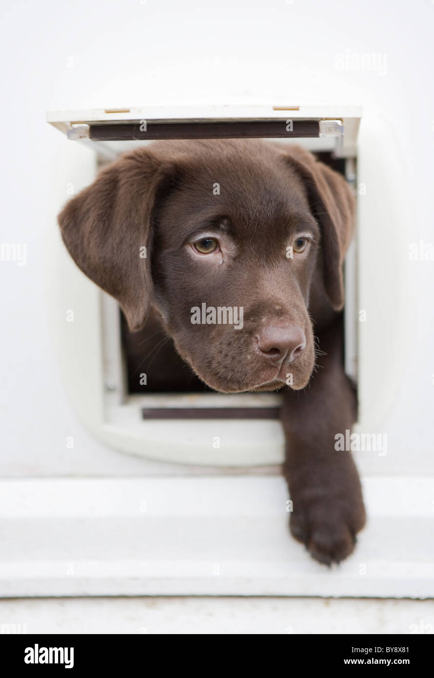 10 weeks dog hi-res stock photography and images - Alamy