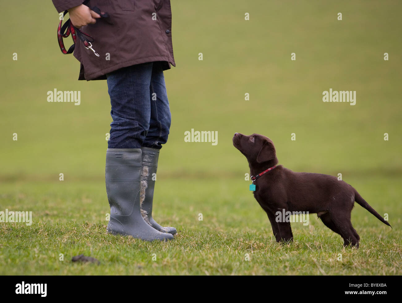 Chocolate Labrador Dog and owner Single young male puppy with owner ...