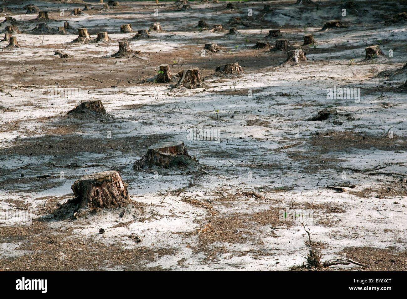 Deforestation of pine tree forest to restore heath landscape at the ...