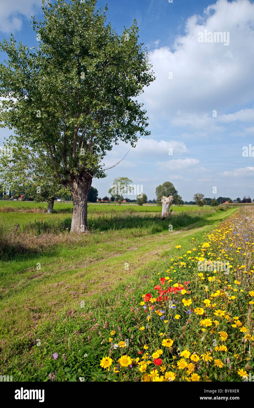 Willow path hi-res stock photography and images - Alamy