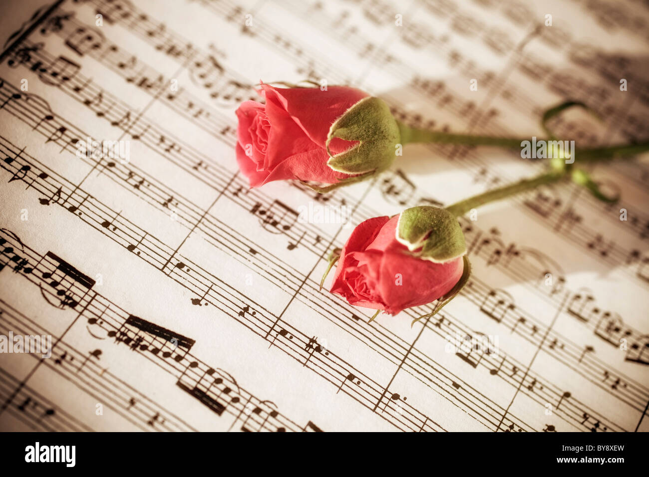 Two Pink roses on sheets of musical notes close up Stock Photo - Alamy