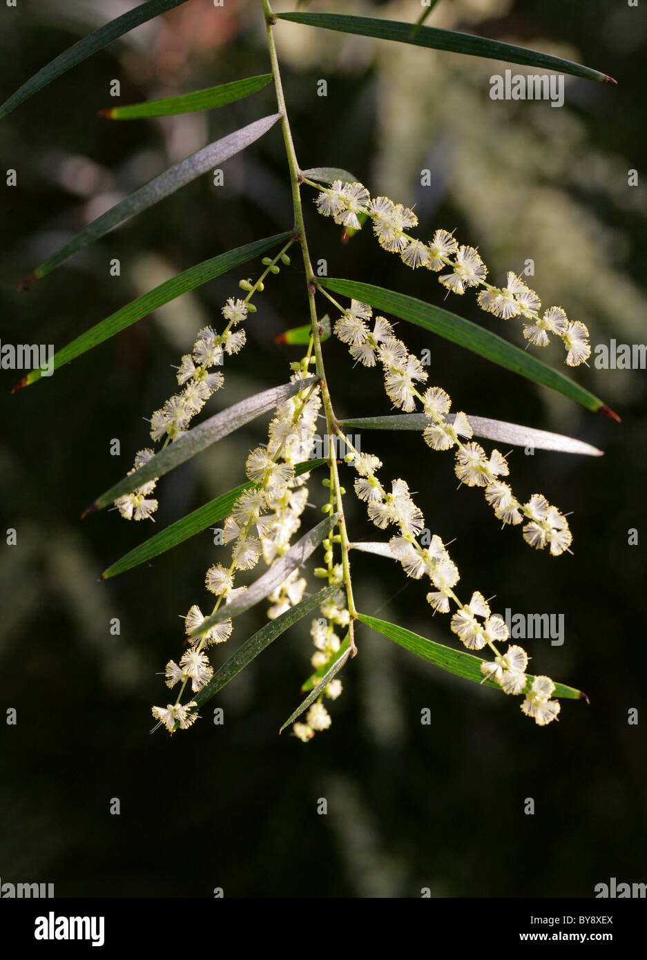 Acacia stem hi-res stock photography and images - Alamy