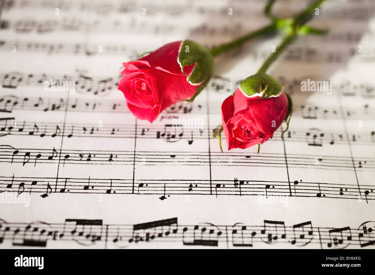 Pink roses on sheets of musical notes close up Stock Photo - Alamy