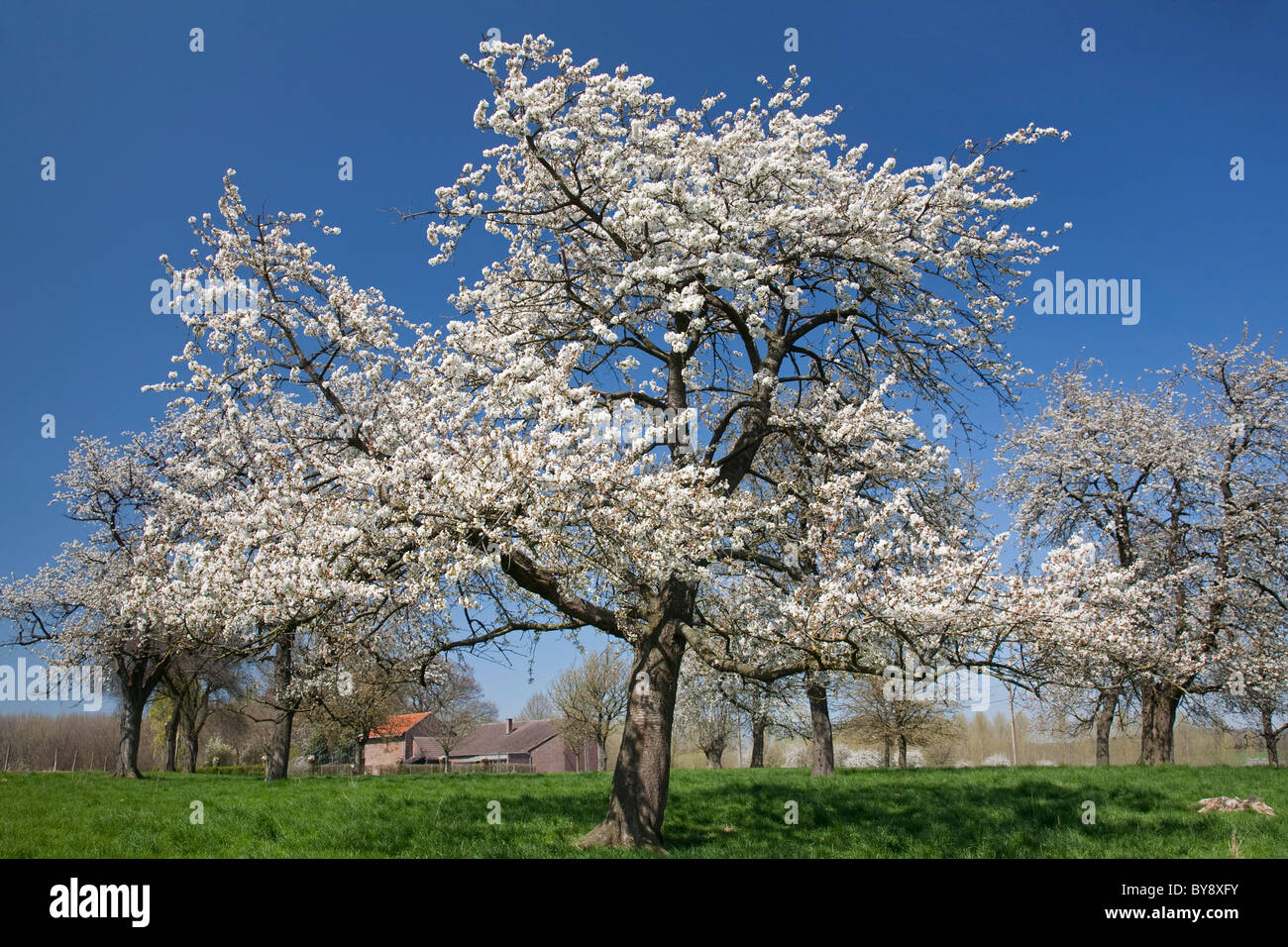 Blooming cherry trees in orchard in spring, Haspengouw, Borgloon ...