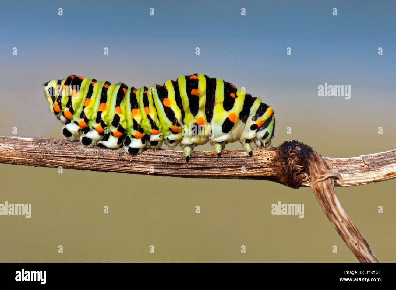 Old World Swallowtail caterpillar (Papilio machaon), Lorraine, France Stock Photo - Alamy