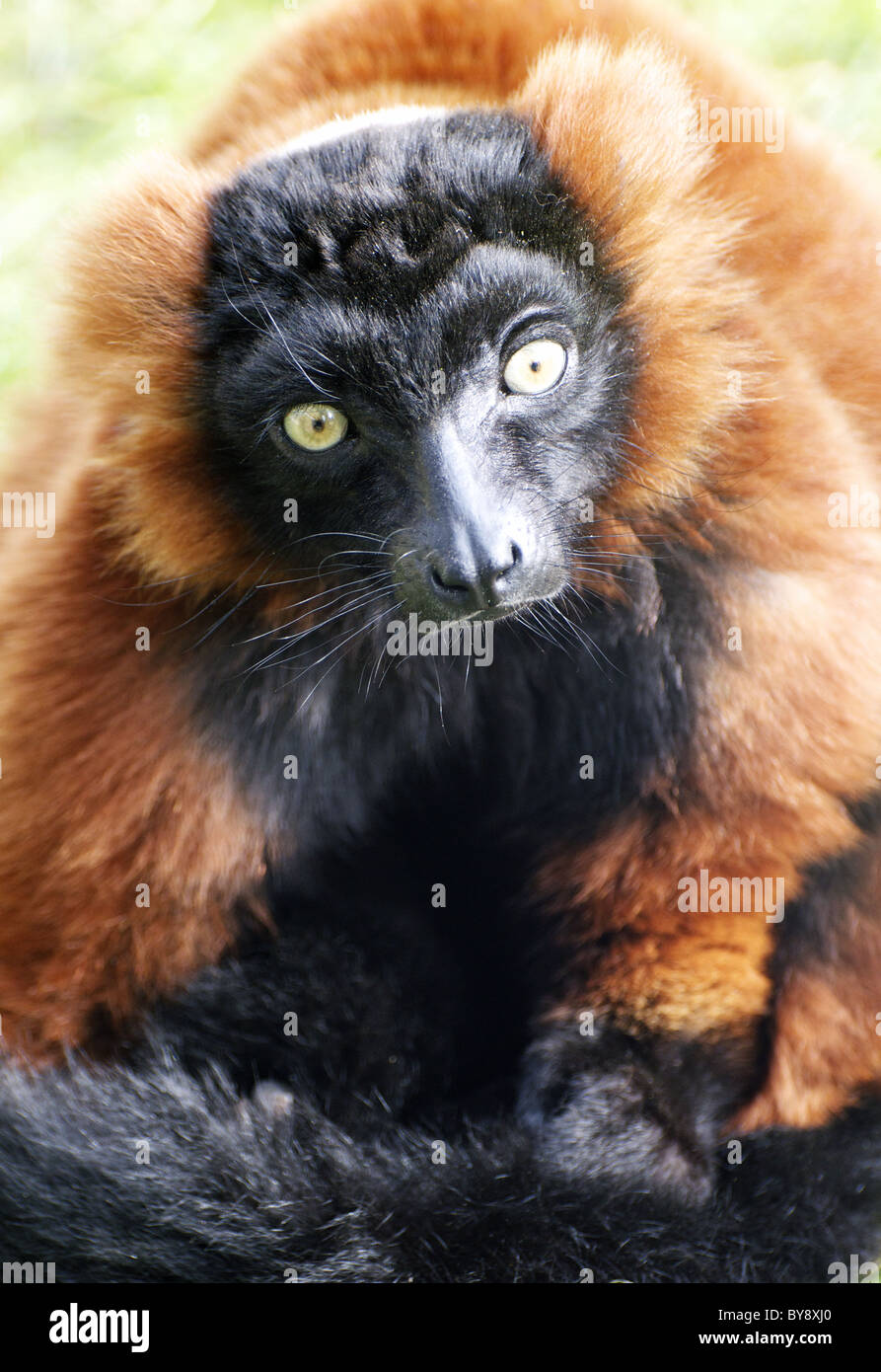 Red ruffed lemur varecia variegata rubra hi-res stock photography and ...