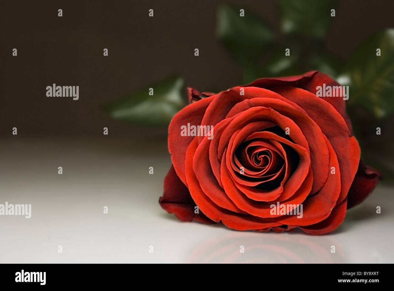 The photography of rose flower laying on white background Stock Photo ...