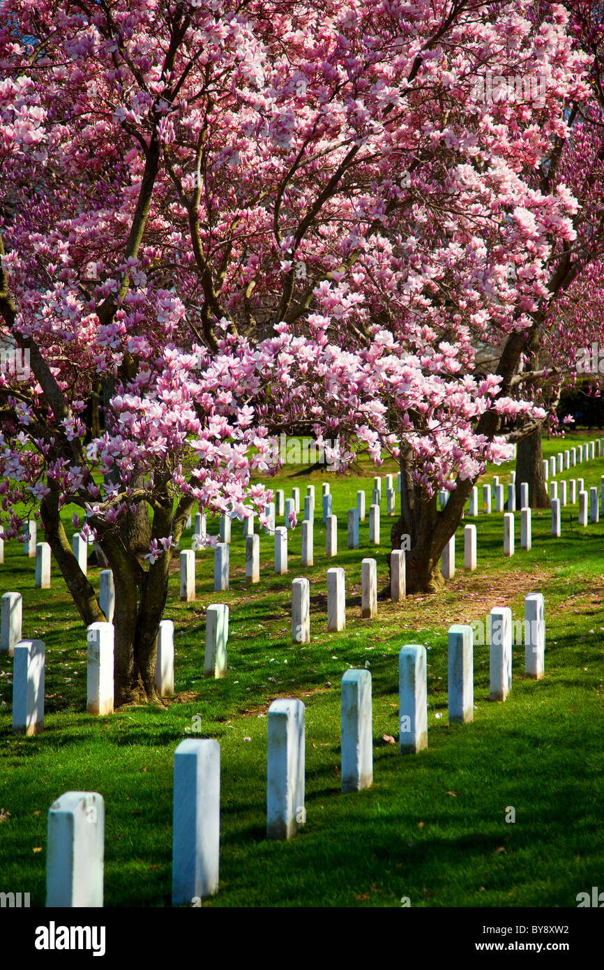 Blossoming Cherry Trees at Arlington National Cemetery, Arlington ...