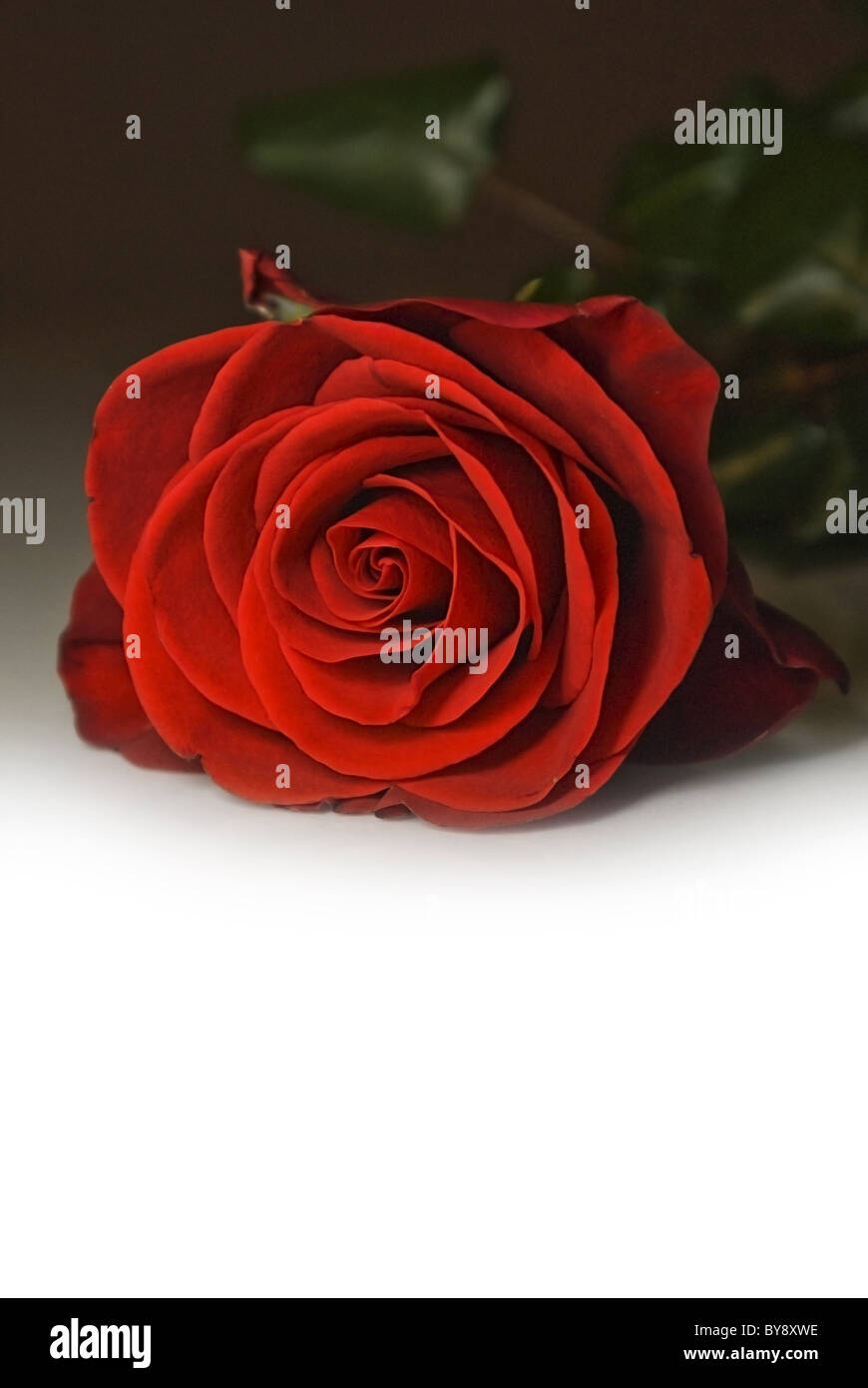 The photography of rose flower laying on white background Stock Photo ...