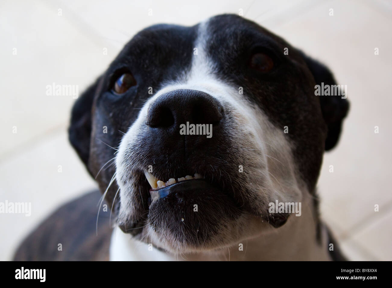 staffordshire terrier close up Stock Photo - Alamy