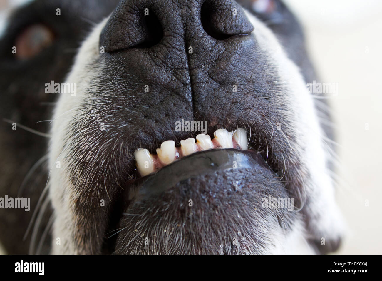 close up of dog face Stock Photo - Alamy