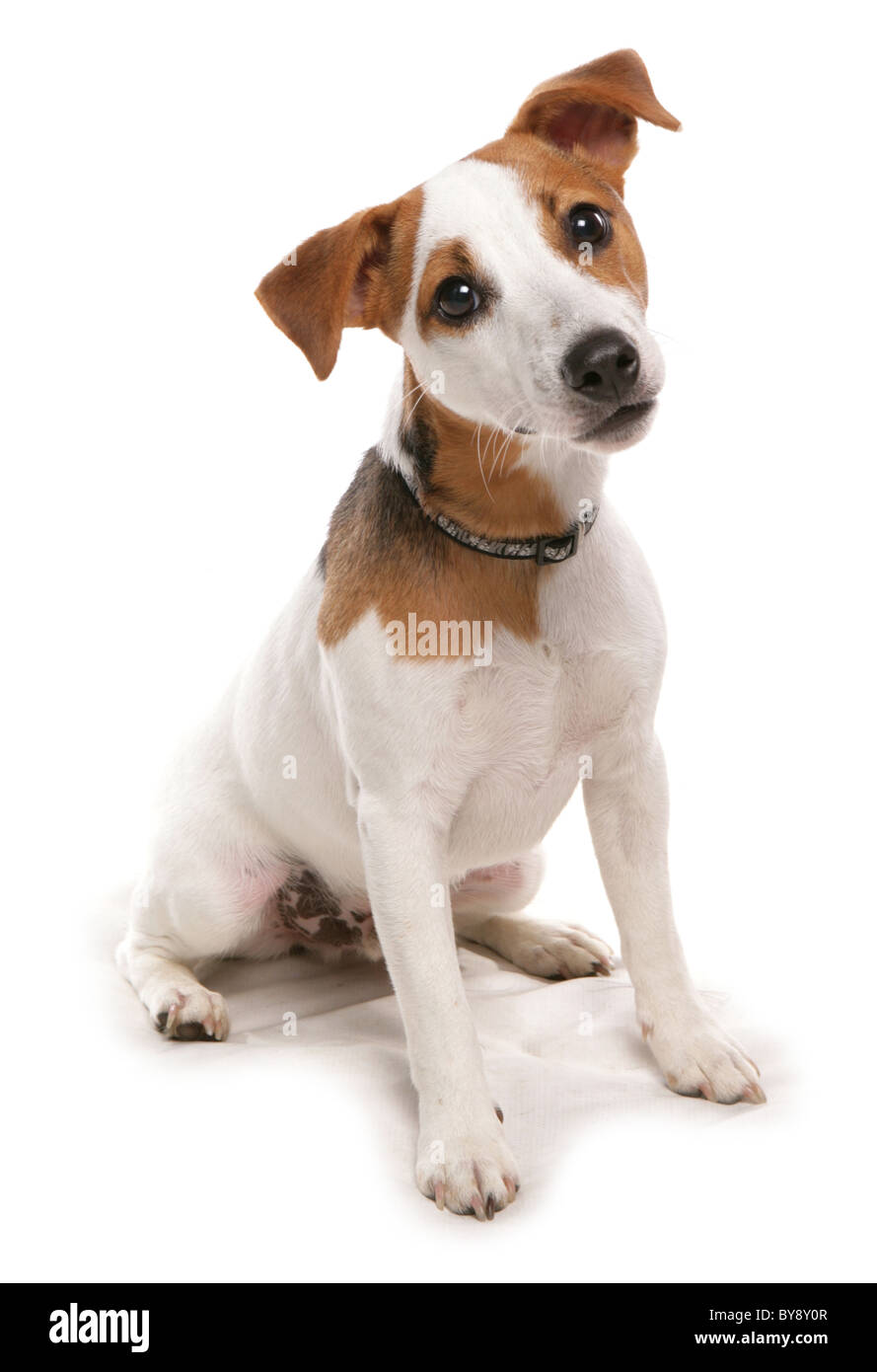 Jack Russell Terrier Single Adult Male Dog Sitting Studio Stock Photo ...