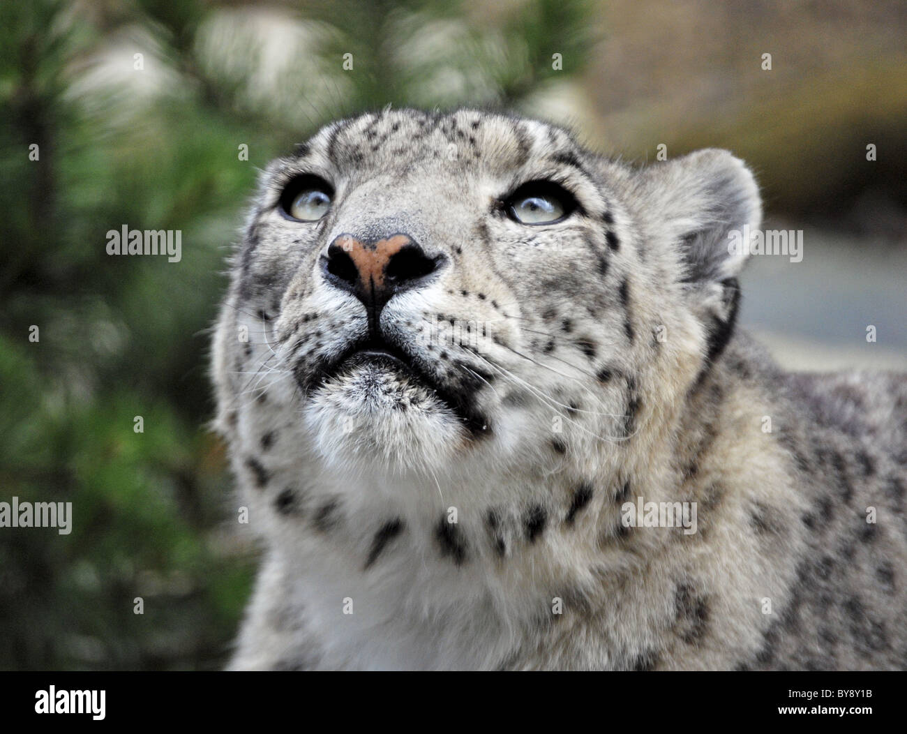 Snow leopard looking up Stock Photo - Alamy
