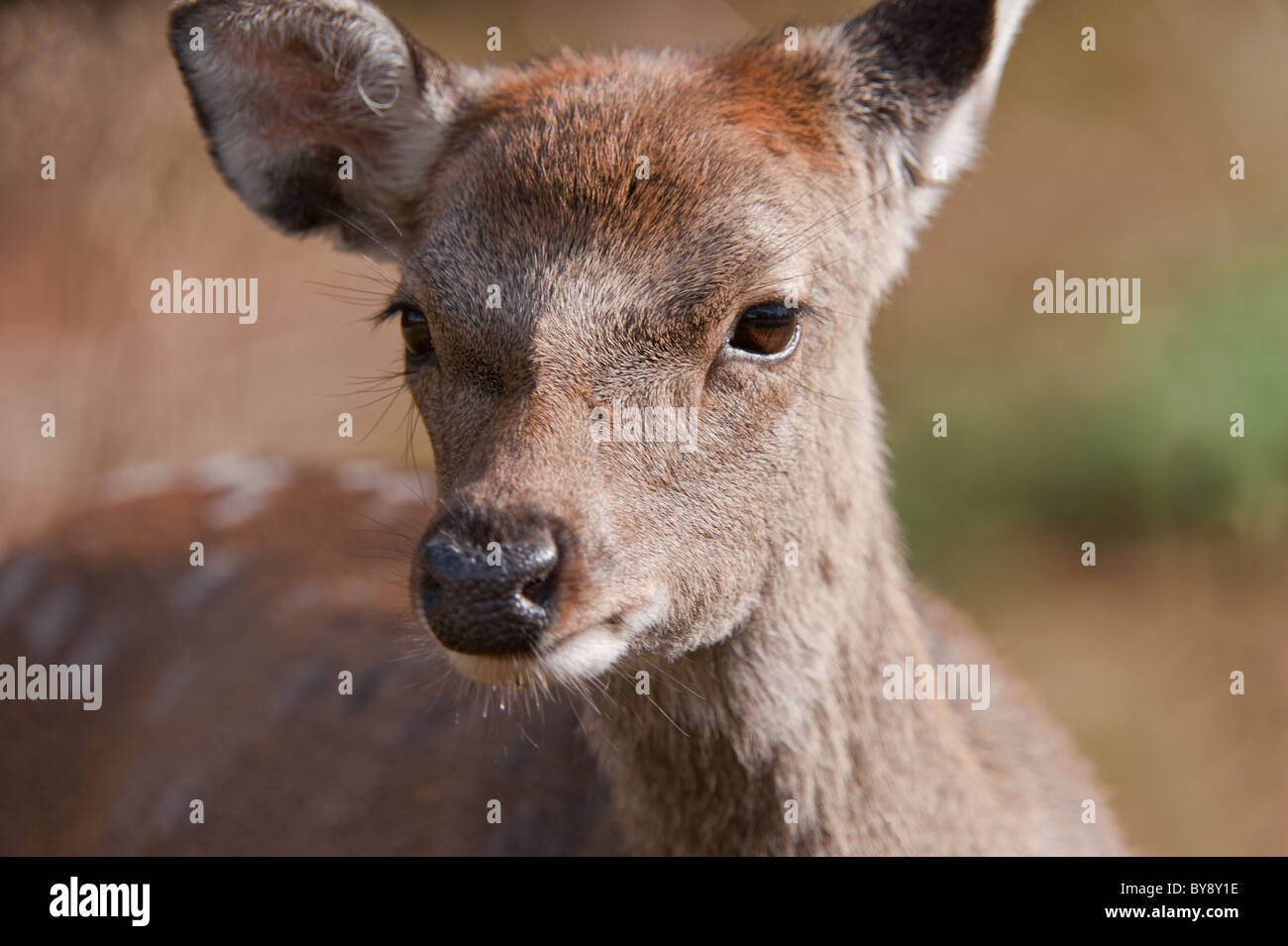 Japanese Sika Deer Stock Photo - Alamy Japanese Sika Deer Stock Photo - Alamy