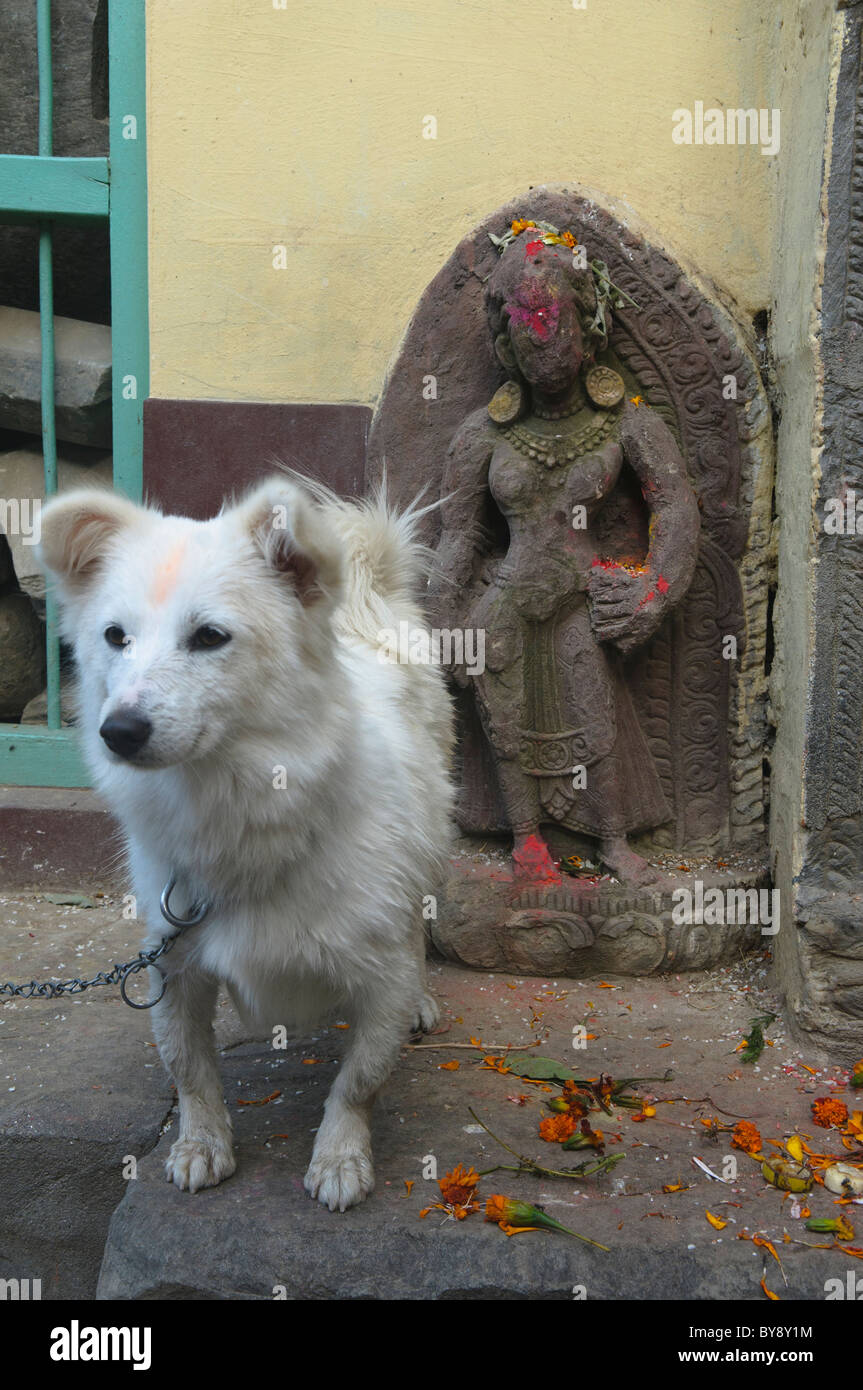 dog at a Hindu shrine in Kathmandu, Nepal Stock Photo - Alamy