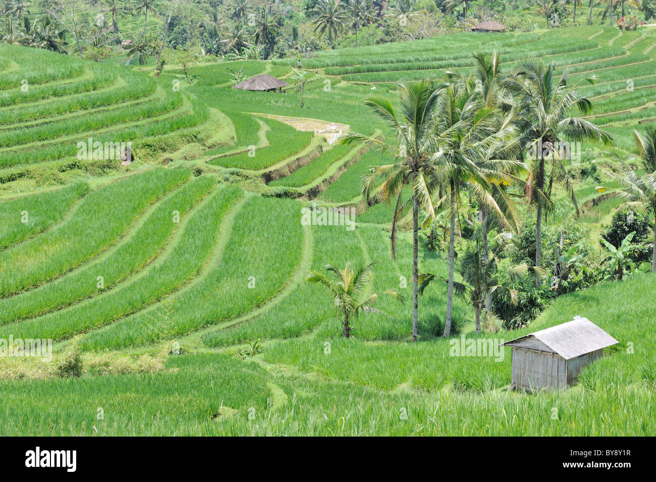 Beautiful green Balinese rice terraces Stock Photo - Alamy