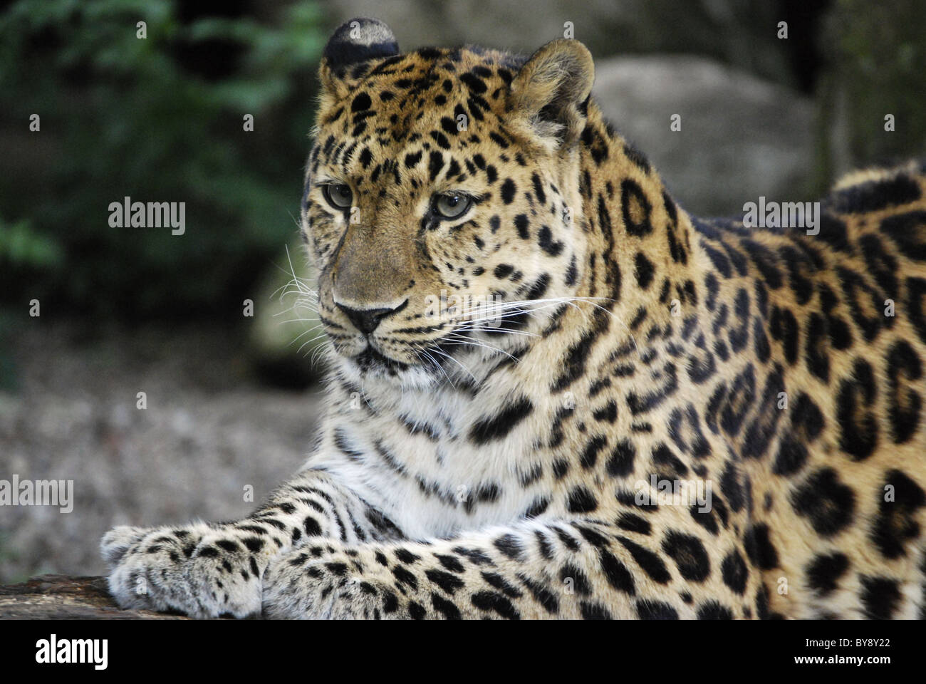 Female Amur leopard Stock Photo - Alamy Female Amur leopard Stock Photo - Alamy