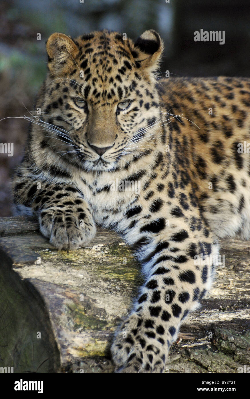 Far east amur hi-res stock photography and images - Alamy