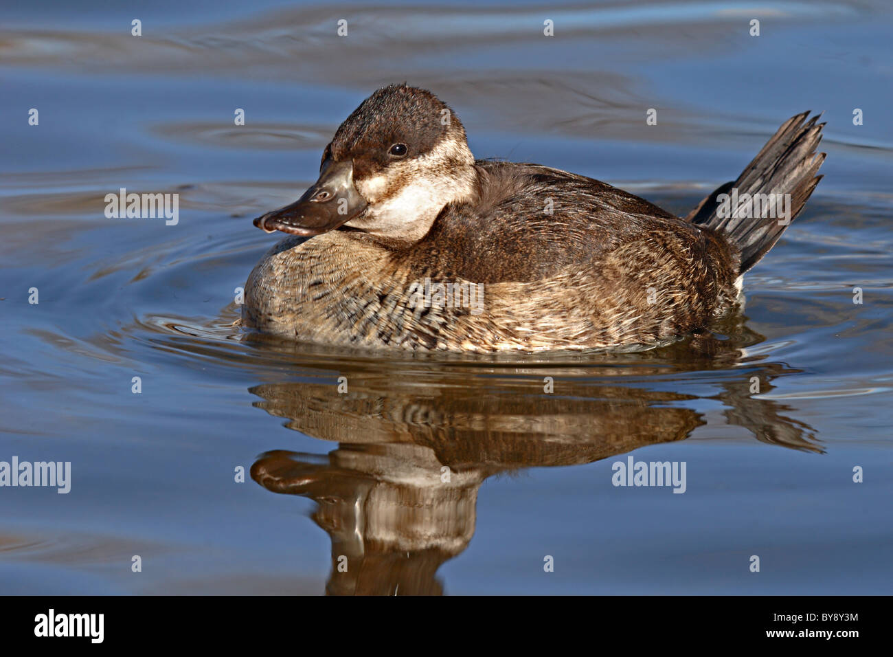 Ruddy Duck Female