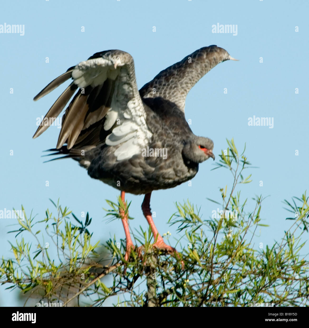 Sky screamer hi-res stock photography and images - Alamy