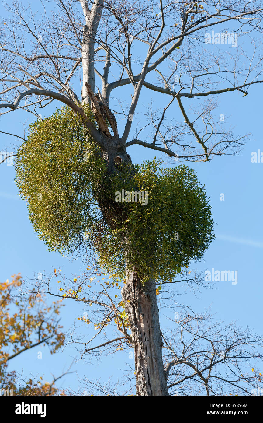 Common Mistletoe Viscum album Stock Photo - Alamy