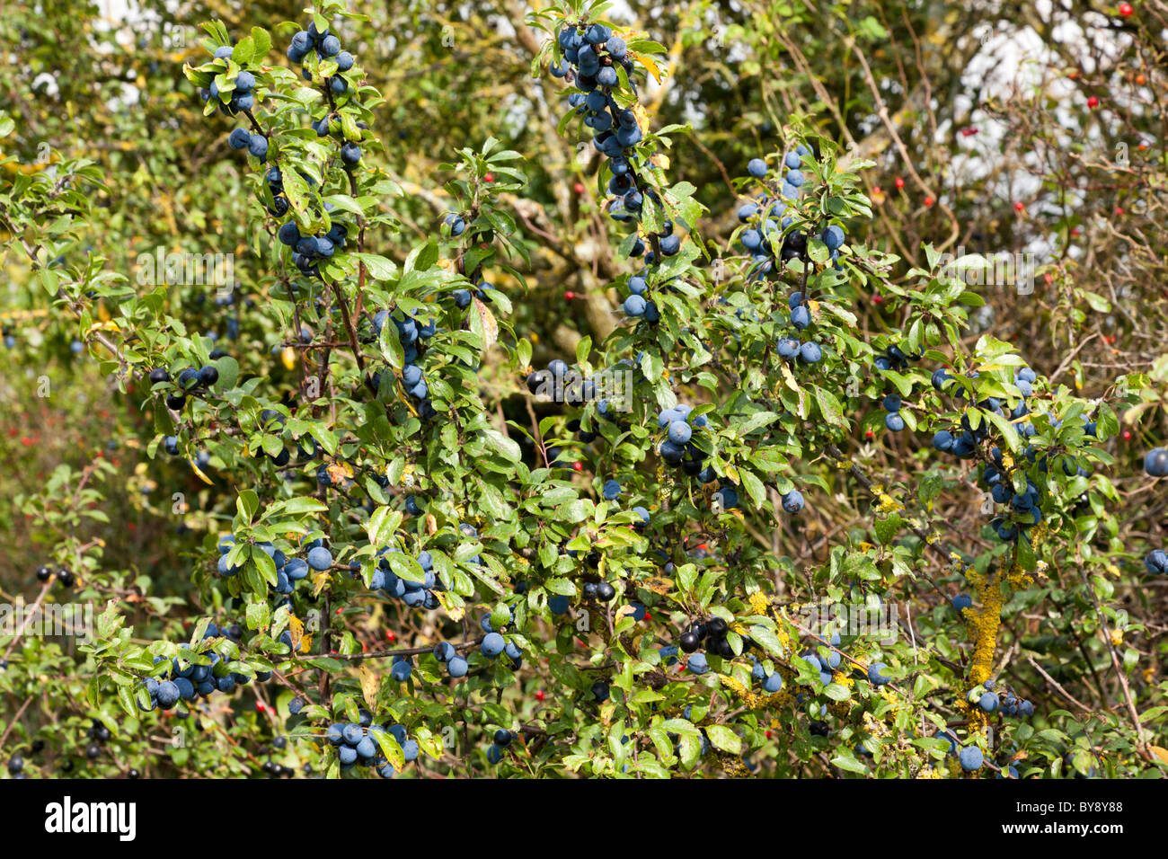 Blackthorn tree hi-res stock photography and images - Alamy