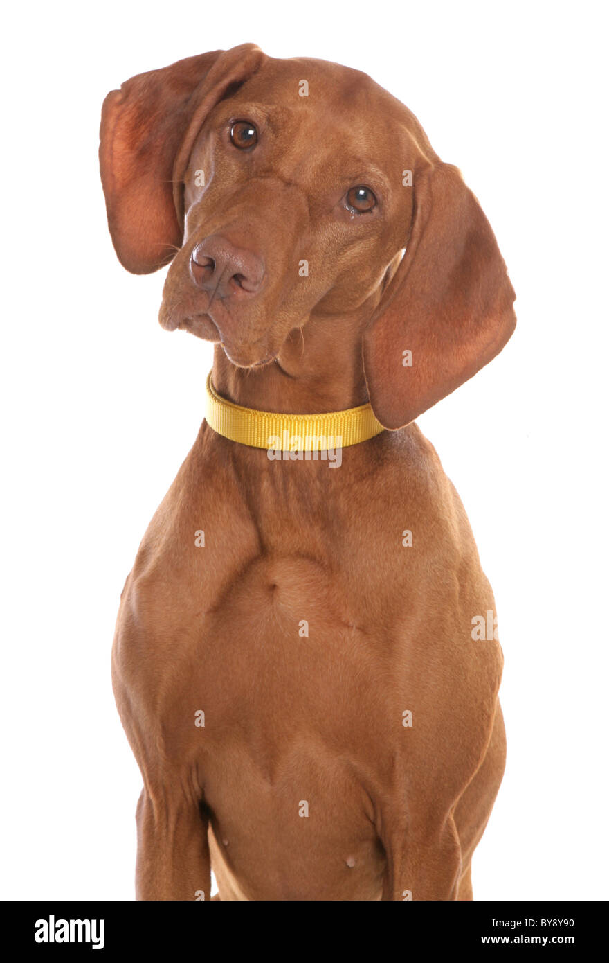 Hungarian Vizsla Single adult female dog portrait Studio Stock Photo ...