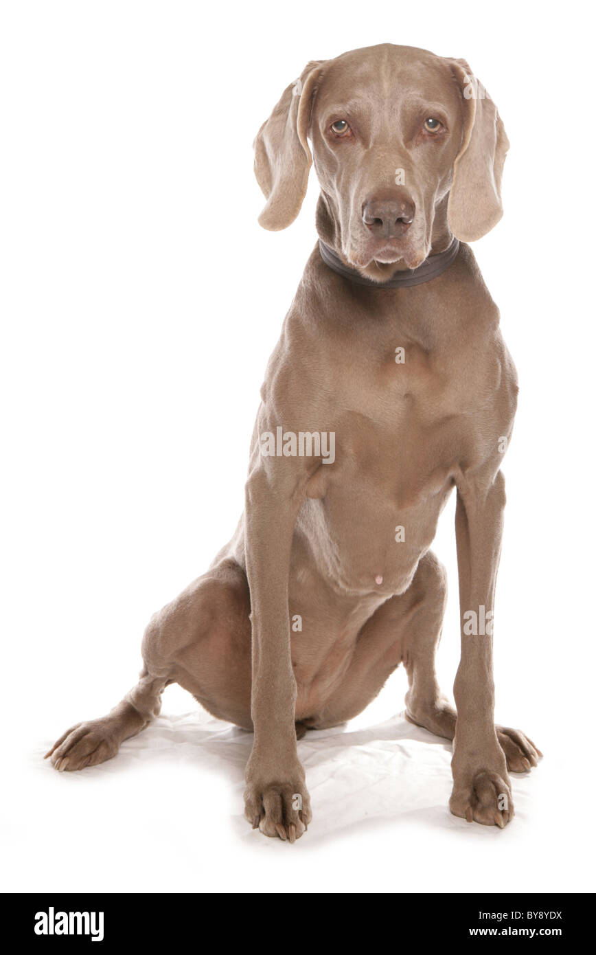 Weimaraner hi-res stock photography and images - Alamy