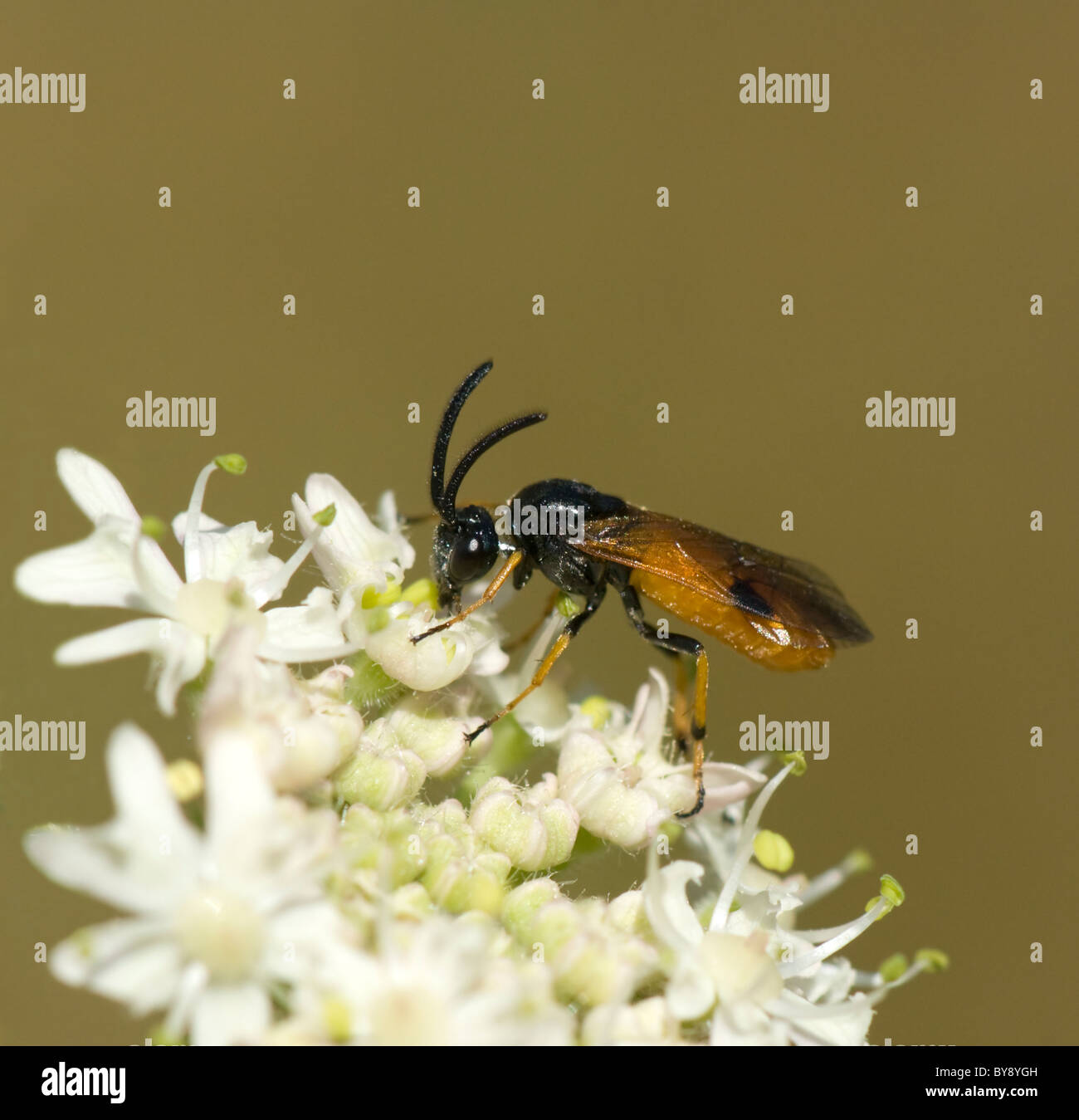 Insects feeding hi-res stock photography and images - Alamy