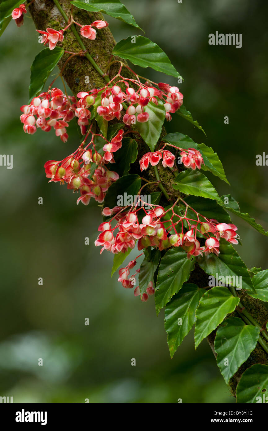 Rainforest Flowers Stock Photos & Rainforest Flowers Stock Images - Alamy