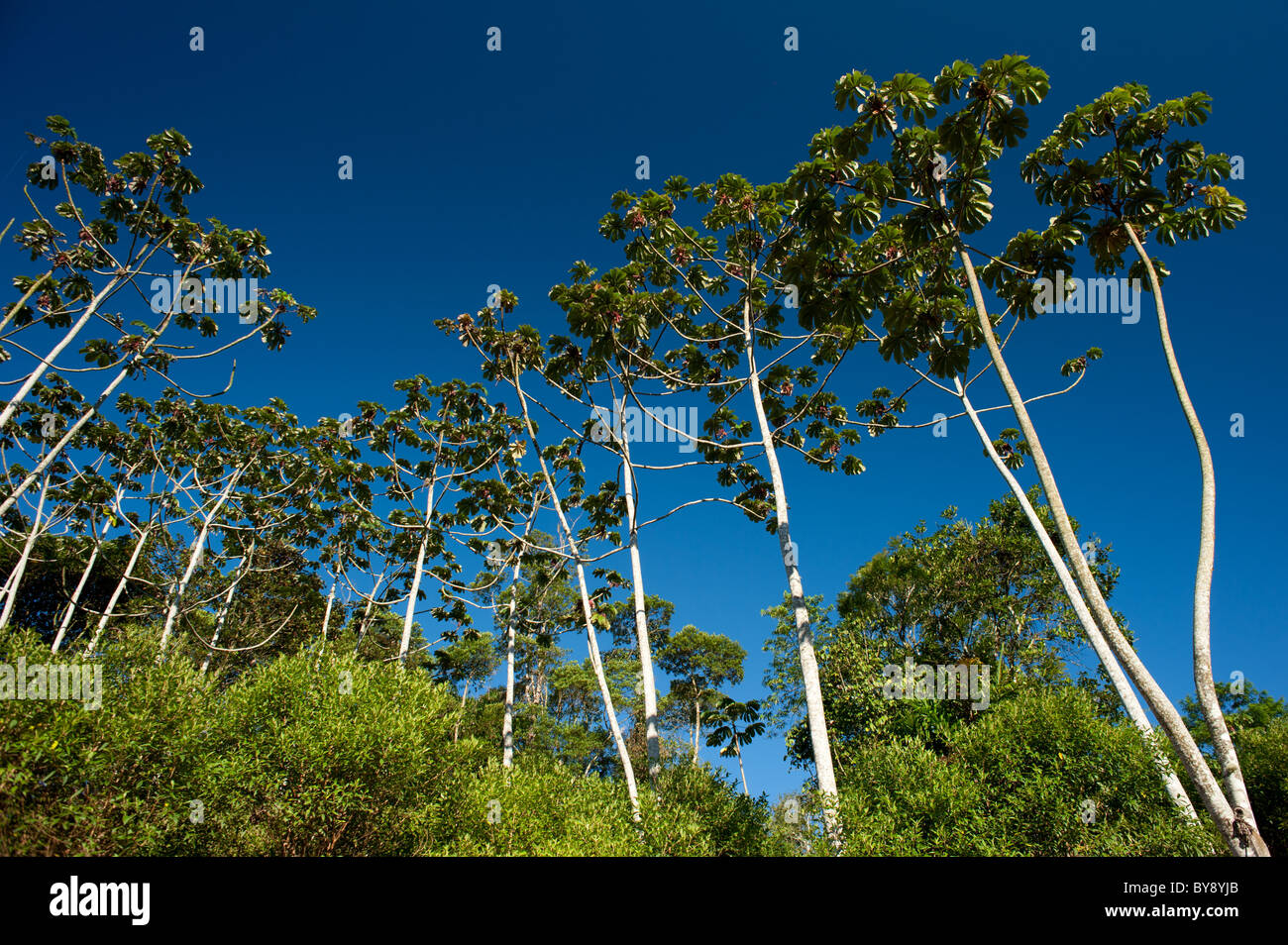 Cecropia tree hi-res stock photography and images - Alamy