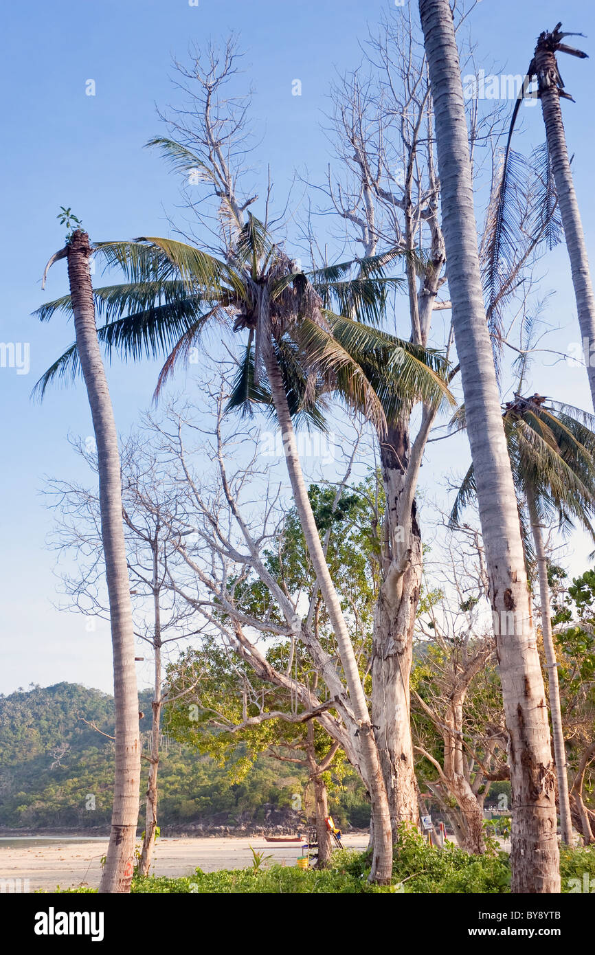Indian ocean tsunami wave hi-res stock photography and images - Alamy