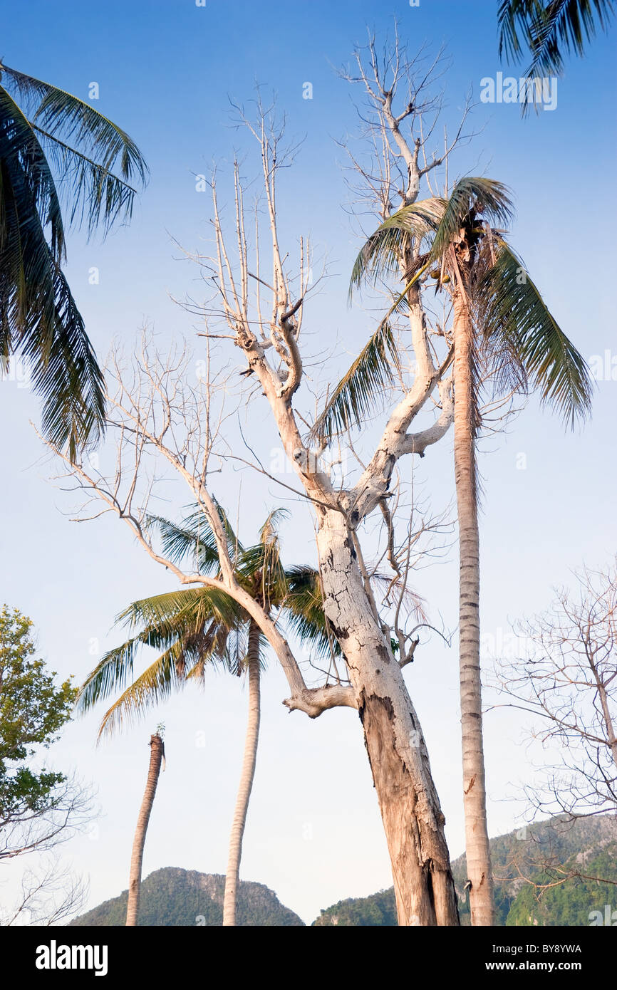 Indian ocean tsunami wave hi-res stock photography and images - Alamy