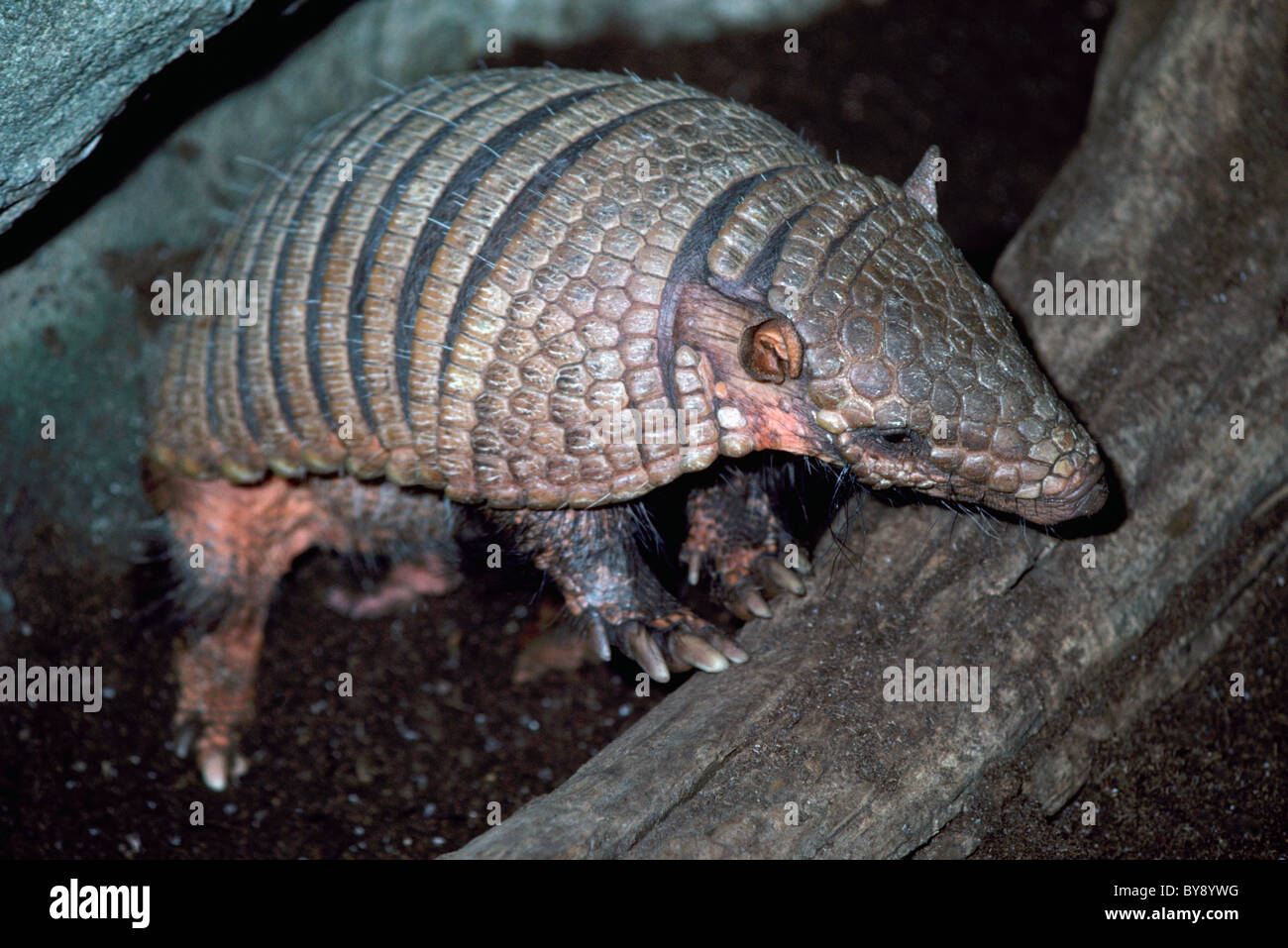 Armadillos image hi-res stock photography and images - Alamy
