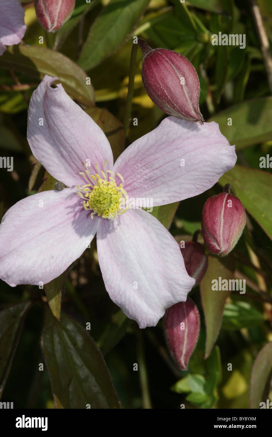 Clematis montana 'Rubens' Stock Photo - Alamy